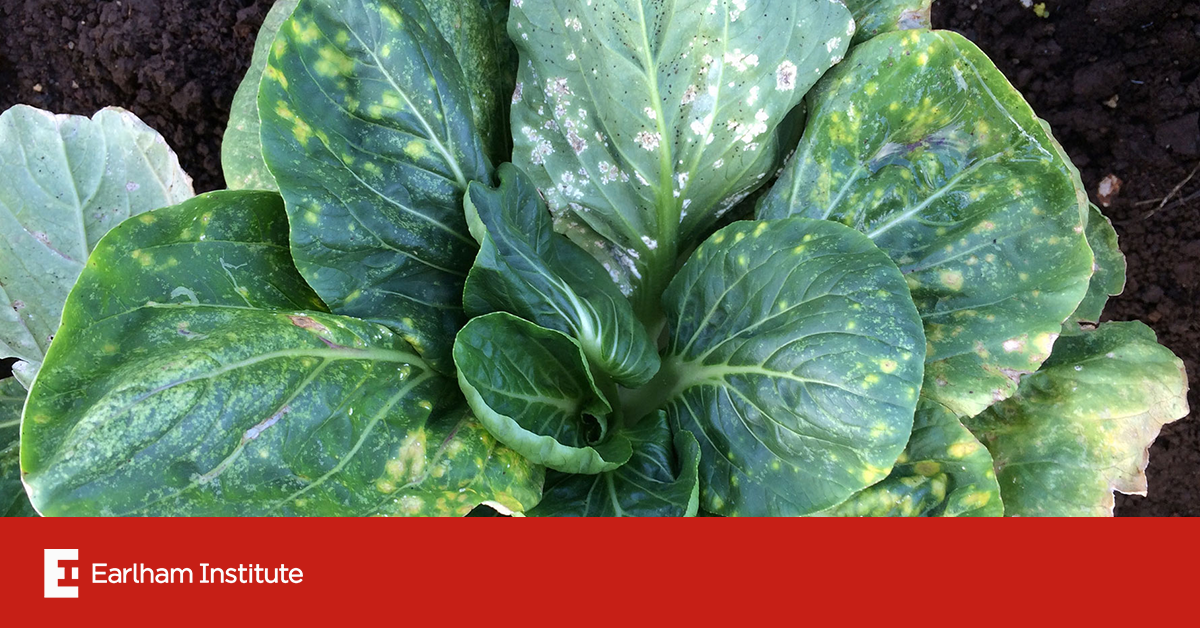 Sex Between Crop Pathogens Not So Bad After All Earlham Institute